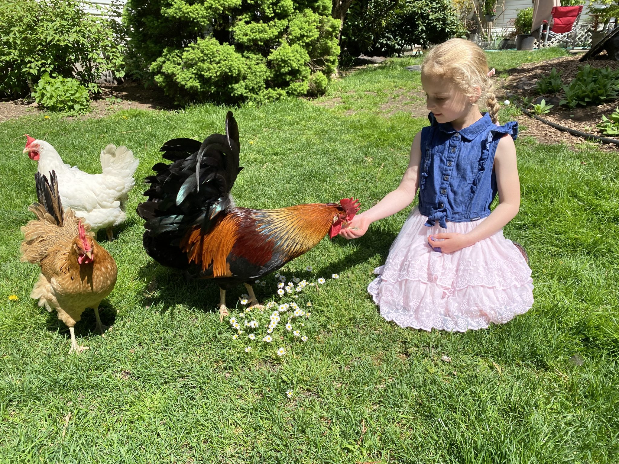 The Urban Chickens of Vancouver Island - Backyard Poultry